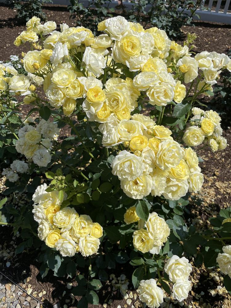 Photo of the entire plant of Rose (Rosa 'Comtesse du Barry') posted by ...