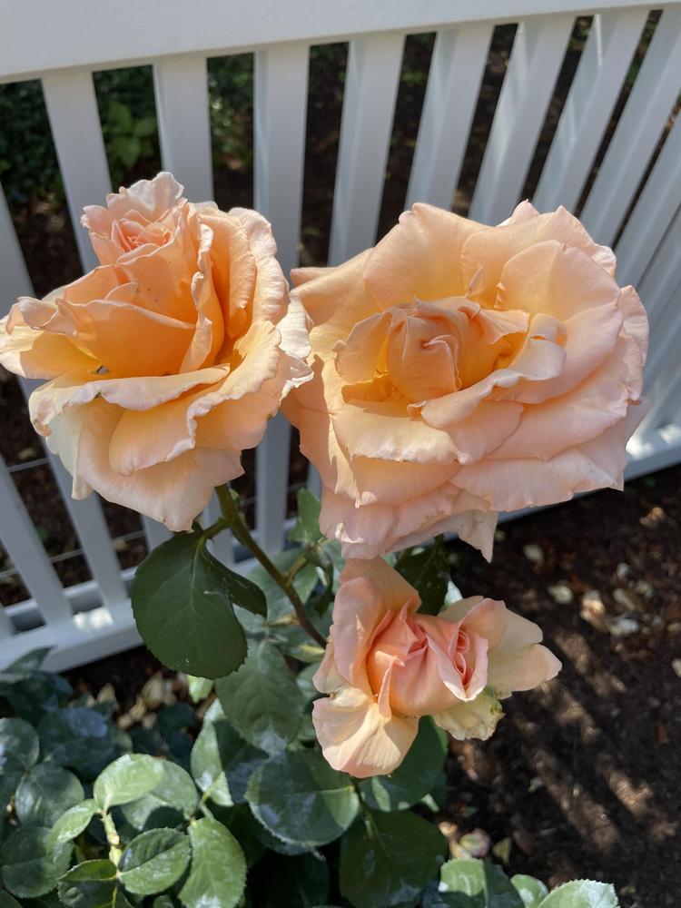 Photo of the bloom of Rose (Rosa 'Over the Moon') posted by Zoia ...