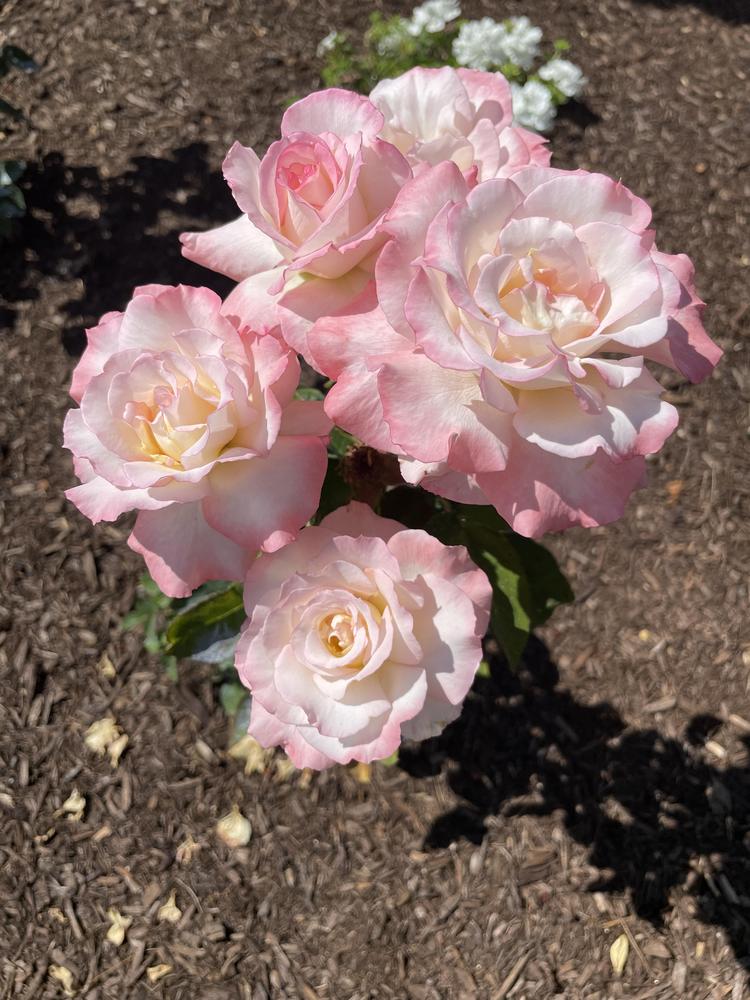 Photo of the bloom of Rose (Rosa 'Secret') posted by Zoia - Garden.org