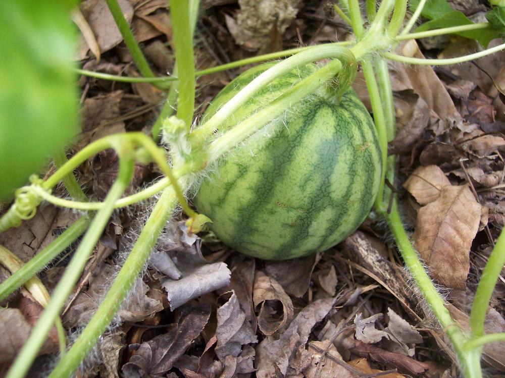 Photo of the seedling or young plant of Watermelon (Citrullus lanatus ...