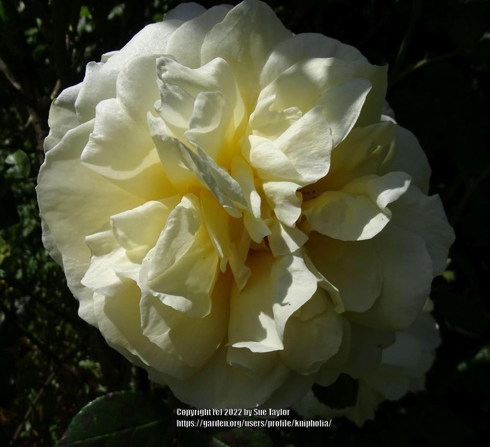 Photo of the bloom of Rose (Rosa 'Creme de la Creme') posted by ...