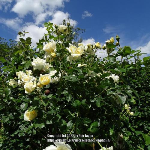 Rose (Rosa 'Creme de la Creme') in the Roses Database - Garden.org