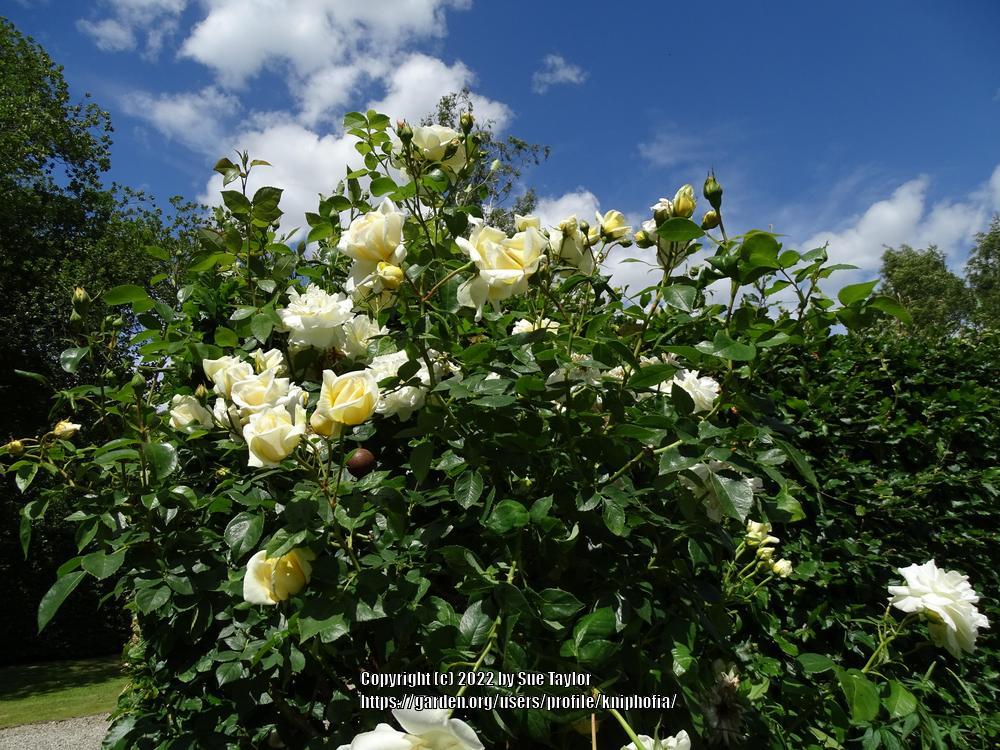 Photo of the entire plant of Rose (Rosa 'Creme de la Creme') posted by ...