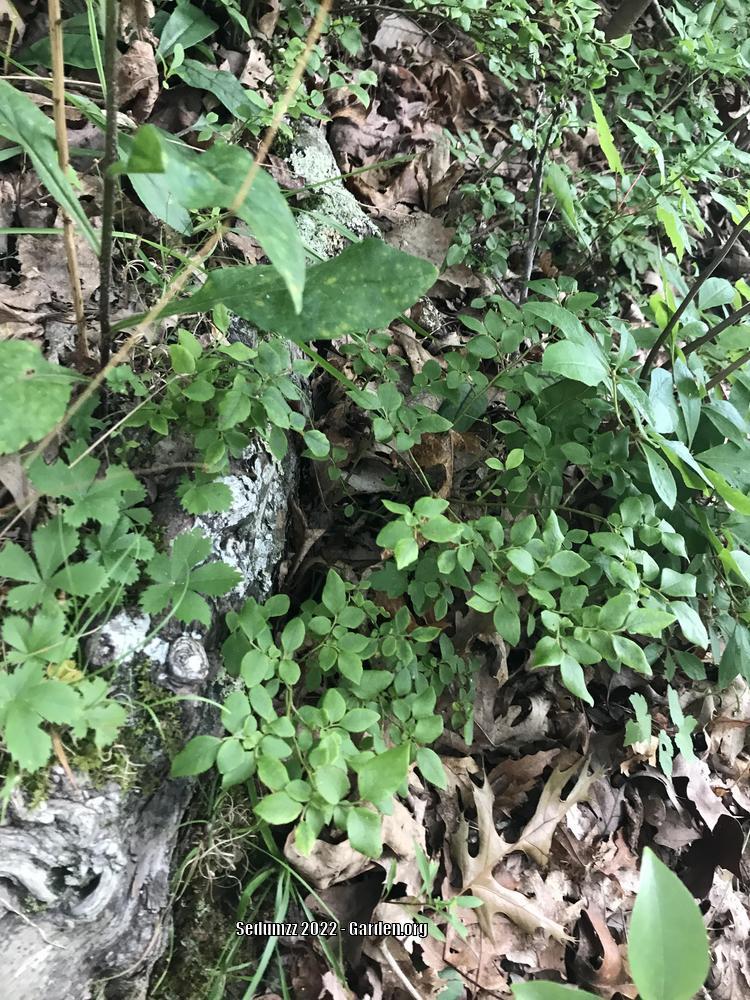 Photo of the entire plant of Blue Ridge Blueberry (Vaccinium pallidum ...