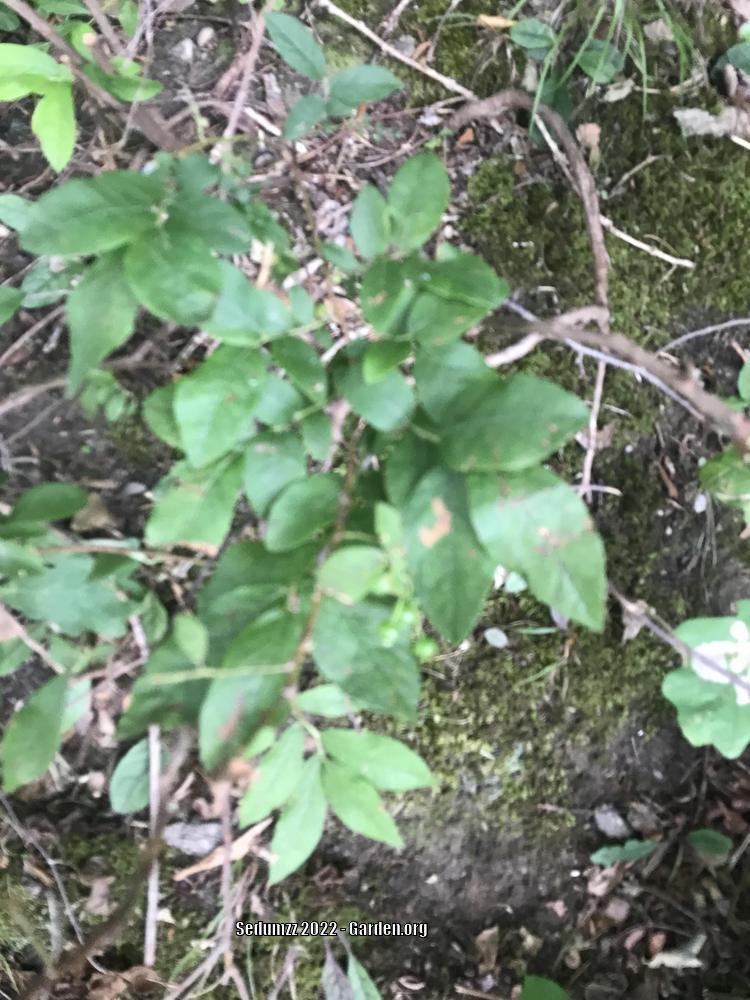 Photo of the leaves of Blue Ridge Blueberry (Vaccinium pallidum) posted ...