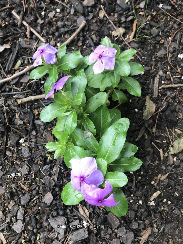 Vinca (Catharanthus roseus SunStorm® Purple Improved) - Garden.org