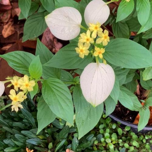 Dwarf Mussaenda (Mussaenda luteola) - Garden.org