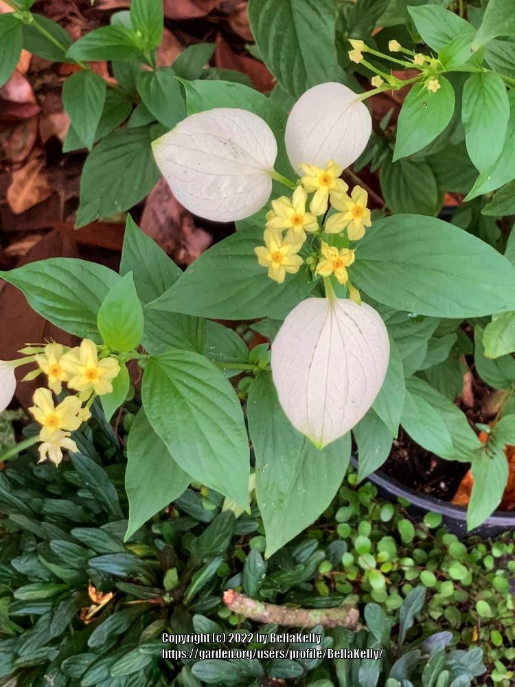 Photo of the bract of Dwarf Mussaenda (Mussaenda luteola) posted by ...