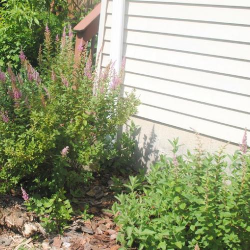 Steeplebush (Spiraea tomentosa) in the Spiraeas Database - Garden.org