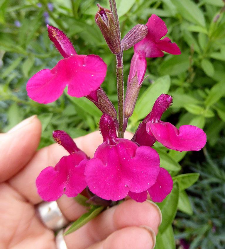 Sage (Salvia greggii 'Burgundy Seduction') in the Salvias Database ...