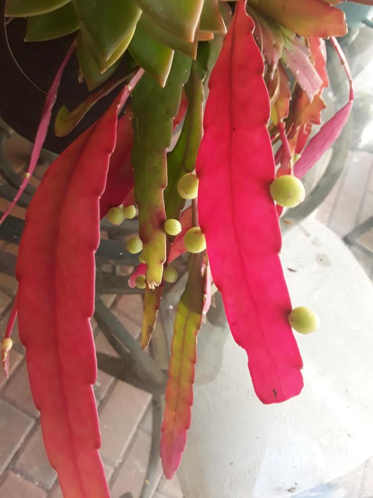 Red Mistletoe Cactus (Pseudorhipsalis ramulosa) - Garden.org