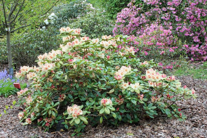 Rhododendron 'Viscy' in the Rhododendrons Database - Garden.org