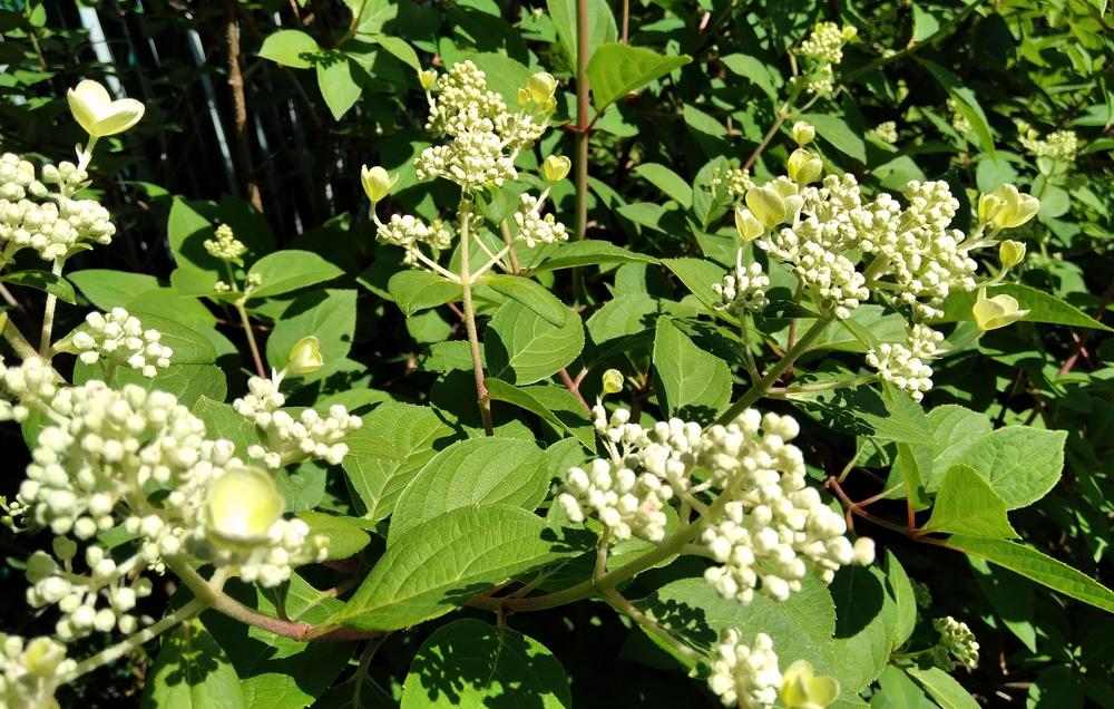 Photo of the closeup of buds, sepals and receptacles of Late Panicle ...