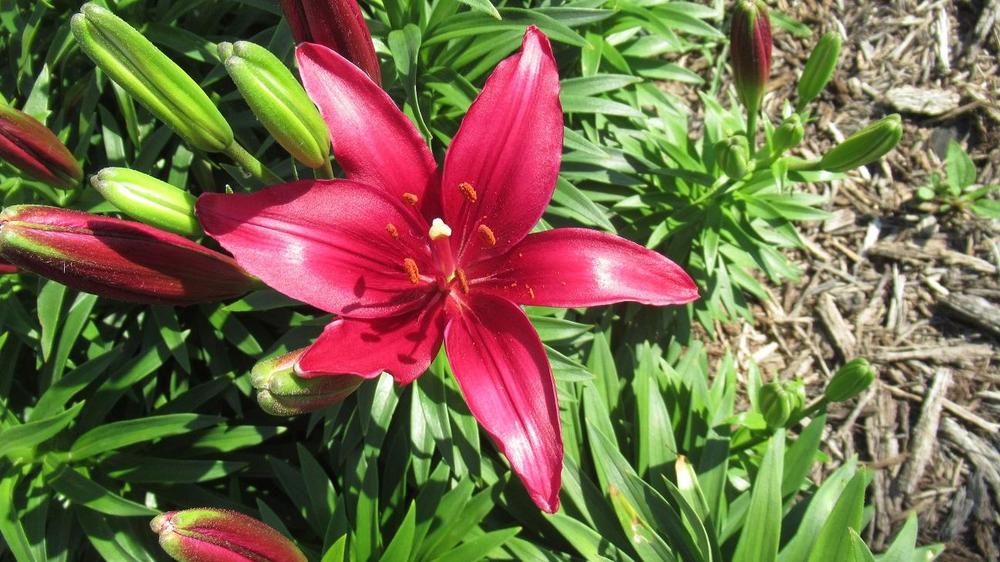 Lily (Lilium Lily Looks™ Tiny Ghost) in the Lilies Database - Garden.org
