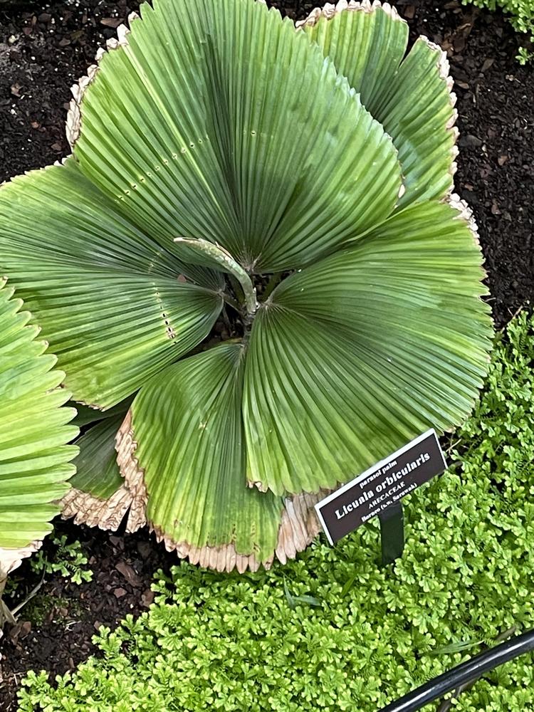 Parasol Palm (Licuala orbicularis) - Garden.org