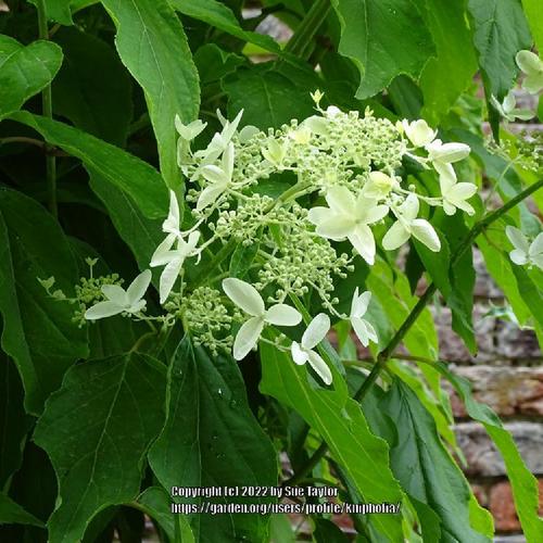 Panicle Hydrangea (Hydrangea paniculata 'Praecox') in the Hydrangeas ...