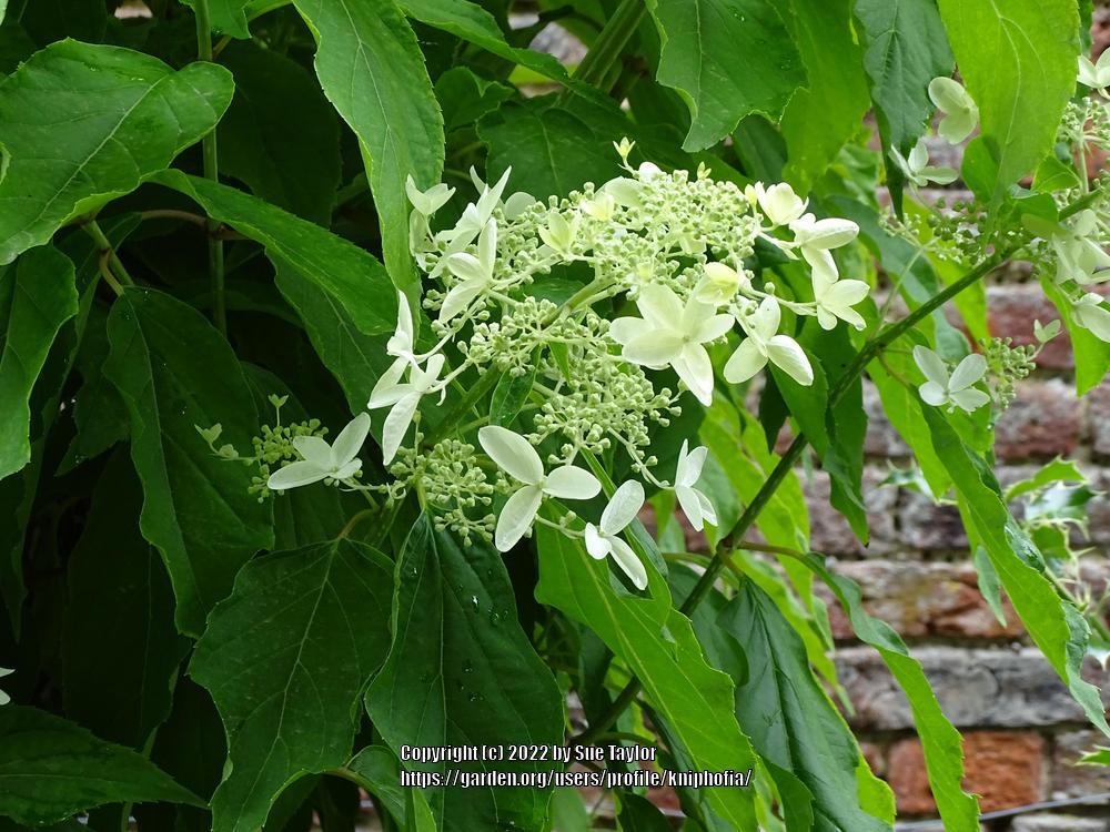 Panicle Hydrangea (Hydrangea paniculata 'Praecox') in the Hydrangeas Database - Garden.org
