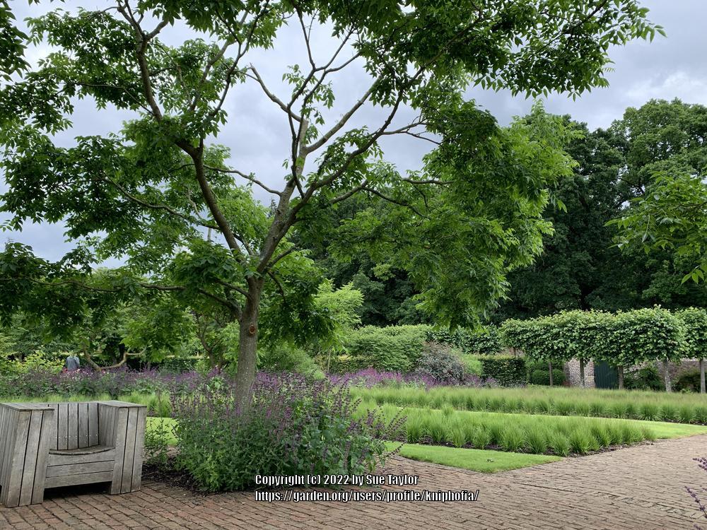 Chinese Corktree (Phellodendron chinense) - Garden.org
