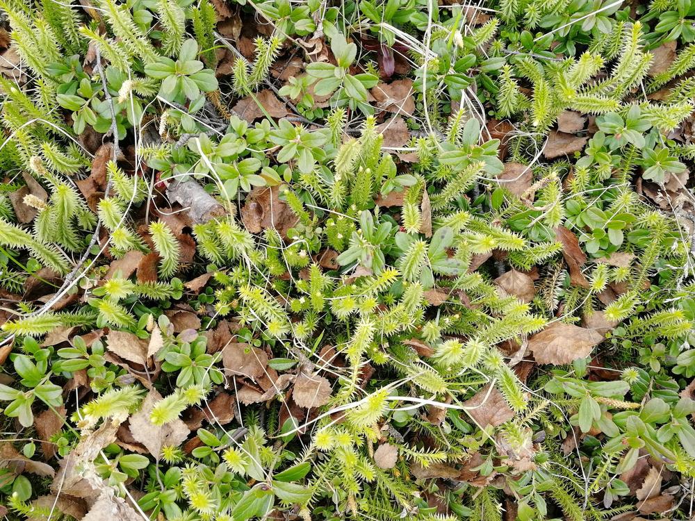 Photo of the entire plant of Spinulum annotinum subsp. alpestre posted ...