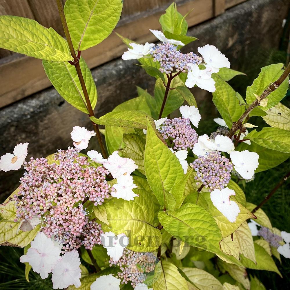 Bigleaf Hydrangea (Hydrangea macrophylla 'Lemon Zest') in the ...