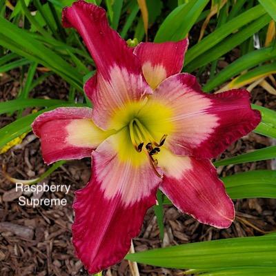 Daylily (Hemerocallis 'Raspberry Supreme') in the Daylilies Database ...