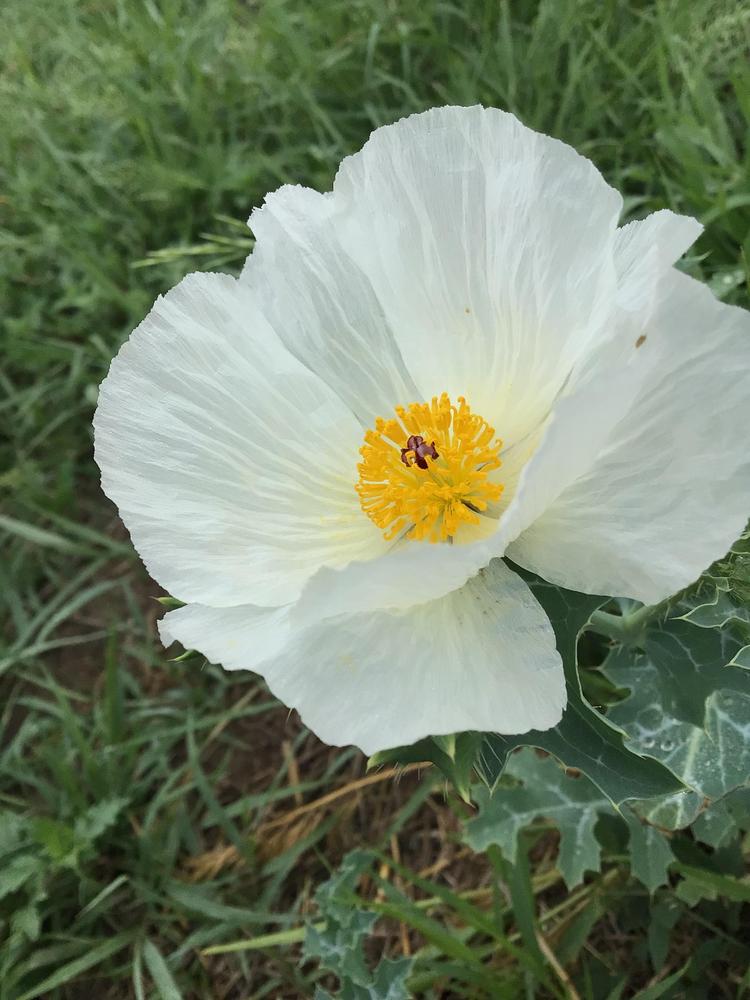 Prickly Poppy (Argemone polyanthemos) - Garden.org