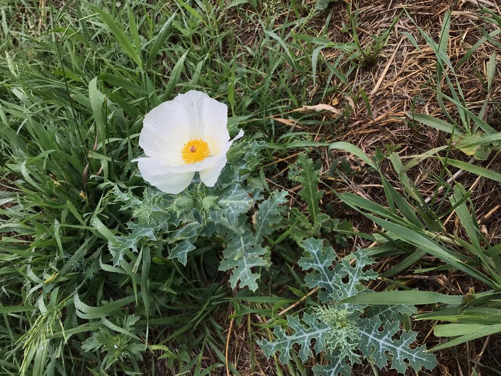Photo of the entire plant of Prickly Poppy (Argemone polyanthemos ...