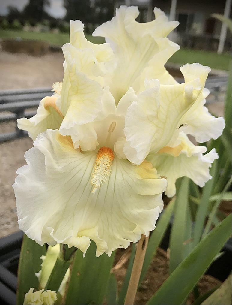 Photo of the bloom of Tall Bearded Iris (Iris 'Boston Cream') posted by LizzyLegs - Garden.org