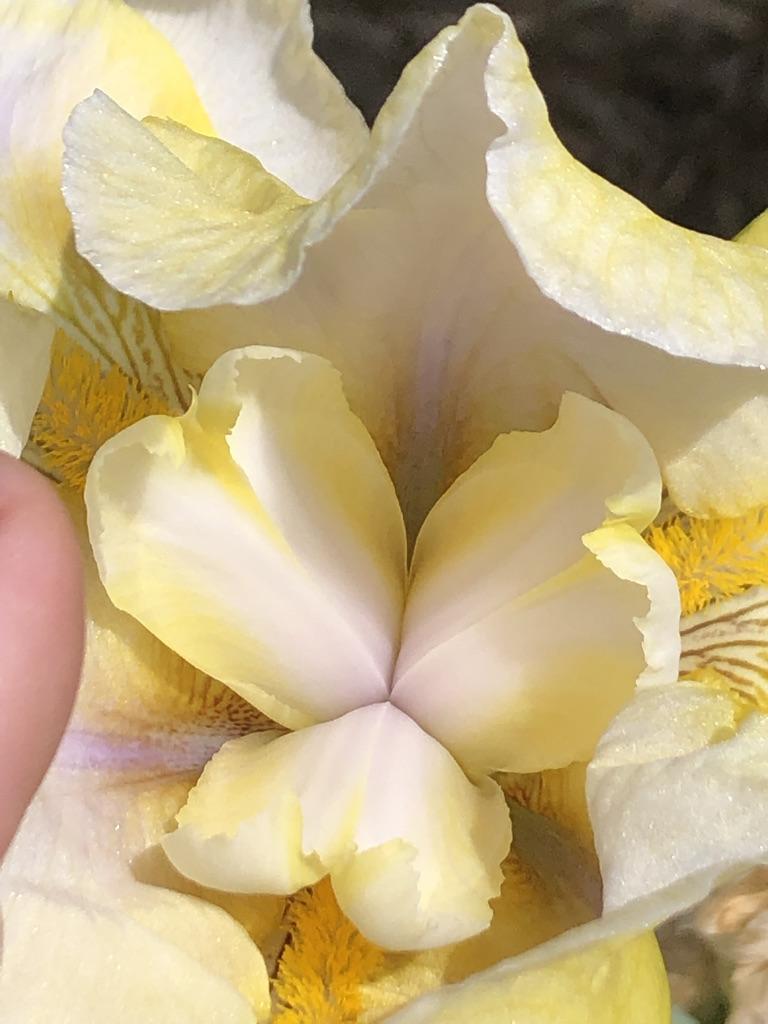 Photo of the stamens, filaments and pistils of Tall Bearded Iris (Iris 'Star Shine') posted by ...