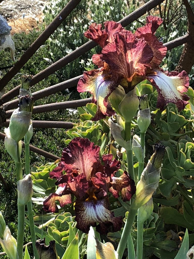 Photo of the bloom of Tall Bearded Iris (Iris 'Ruffled Feathers ...