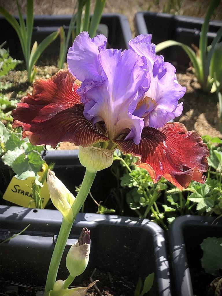Tall Bearded Iris (Iris 'Cast a Spell') in the Irises Database - Garden.org