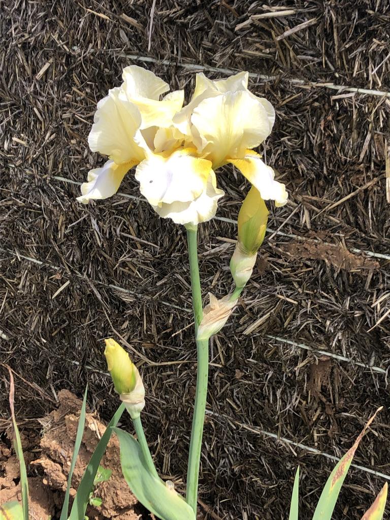 Photo of the bloom of Tall Bearded Iris (Iris 'Star Shine') posted by LizzyLegs - Garden.org