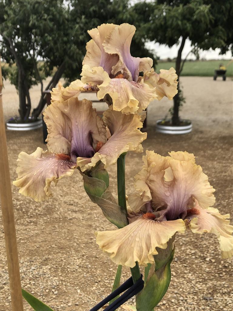 Photo of the bloom of Tall Bearded Iris (Iris 'Magic By Gosh') posted ...