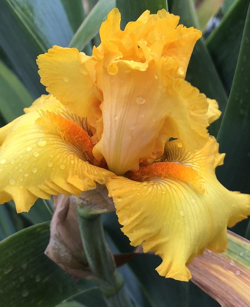 Photo of the bloom of Tall Bearded Iris (Iris 'Picasso Moon') posted by ...