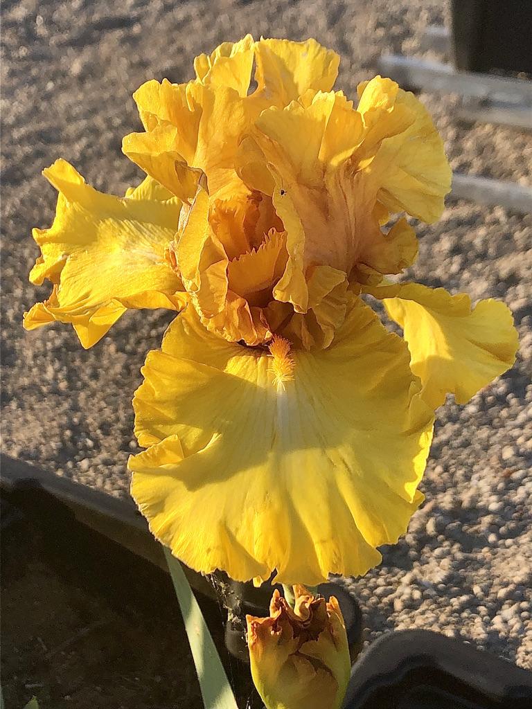 Photo of the bloom of Tall Bearded Iris (Iris 'Picasso Moon') posted by ...