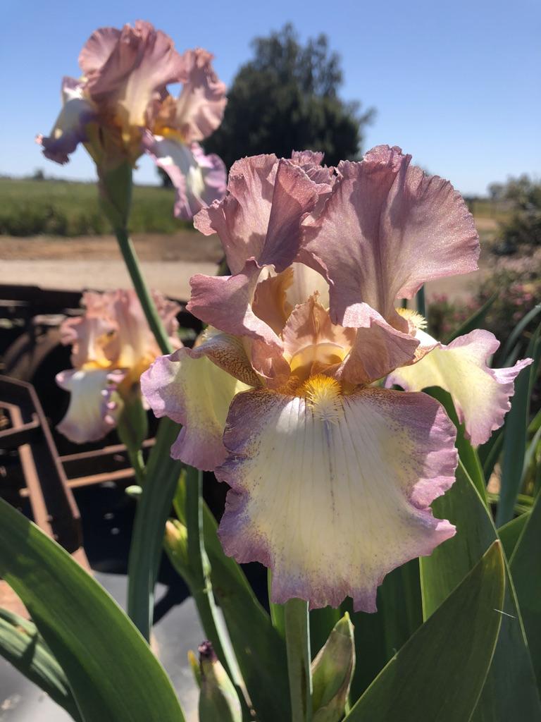 Photo of the bloom of Tall Bearded Iris (Iris 'Smoke Rings') posted by ...
