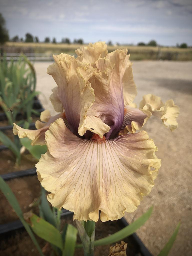 Tall Bearded Iris (Iris 'Magic By Gosh') in the Irises Database ...