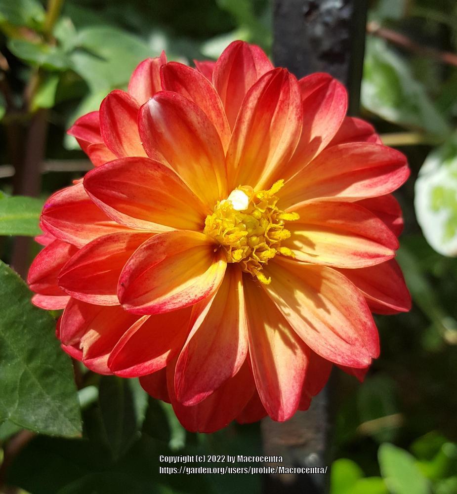 Photo of the bloom of Dahlia Dalaya™ Shiva posted by Macrocentra ...