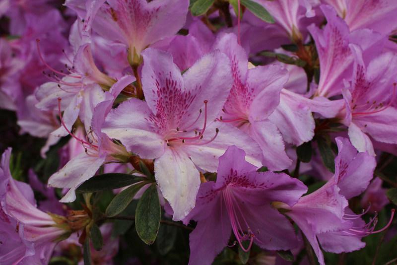 Photo of the bloom of Korean Azalea (Rhododendron yedoense f ...