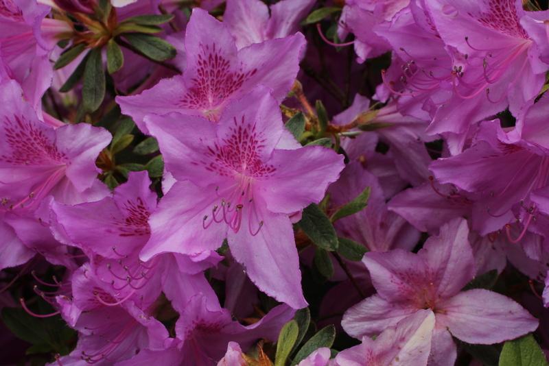 Photo of the bloom of Korean Azalea (Rhododendron yedoense f ...