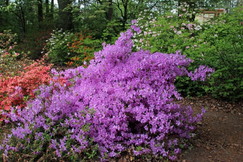 Photo of the entire plant of Korean Azalea (Rhododendron yedoense f ...