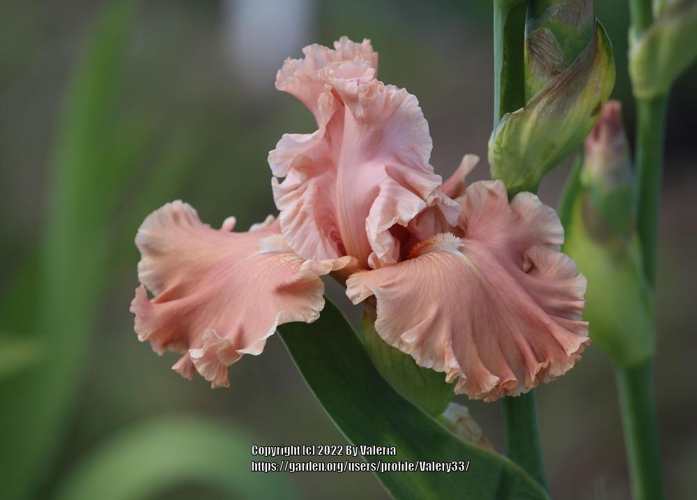 Photo of the bloom of Tall Bearded Iris (Iris 'Hello Romance') posted ...