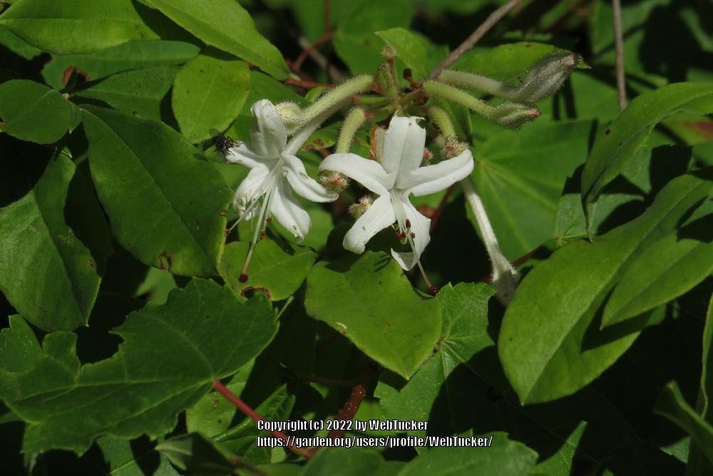 Photo of the bloom of Swamp Azalea (Rhododendron viscosum) posted by ...