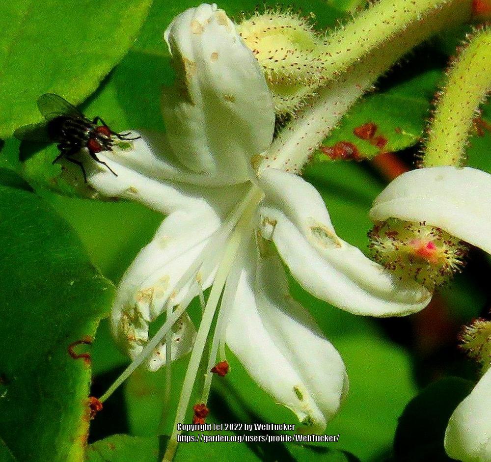 Photo of the stamens, filaments and pistils of Swamp Azalea ...