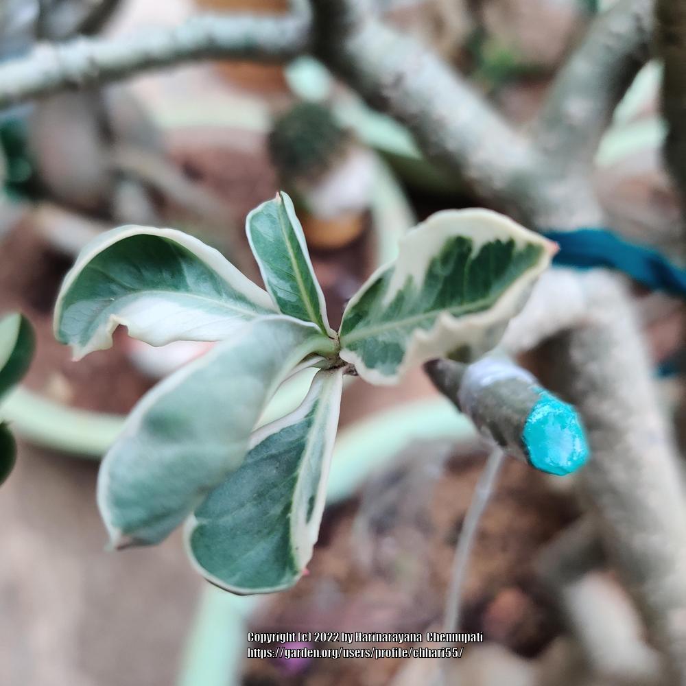Photo of the leaves of Desert Rose (Adenium 'Variegated Harry') posted ...