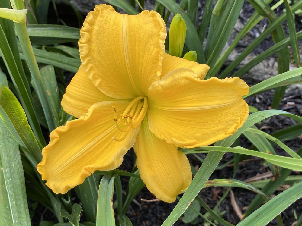 Photo of the bloom of Daylily (Hemerocallis 'Jen Melon') posted by ...