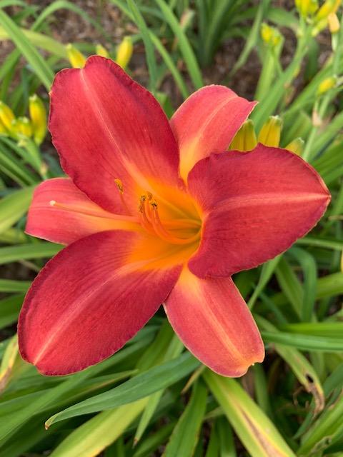 Photo of the bloom of Daylily (Hemerocallis 'Cherry Cheeks') posted by ...