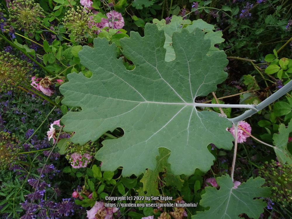 Plume Poppy (Macleaya cordata) - Garden.org