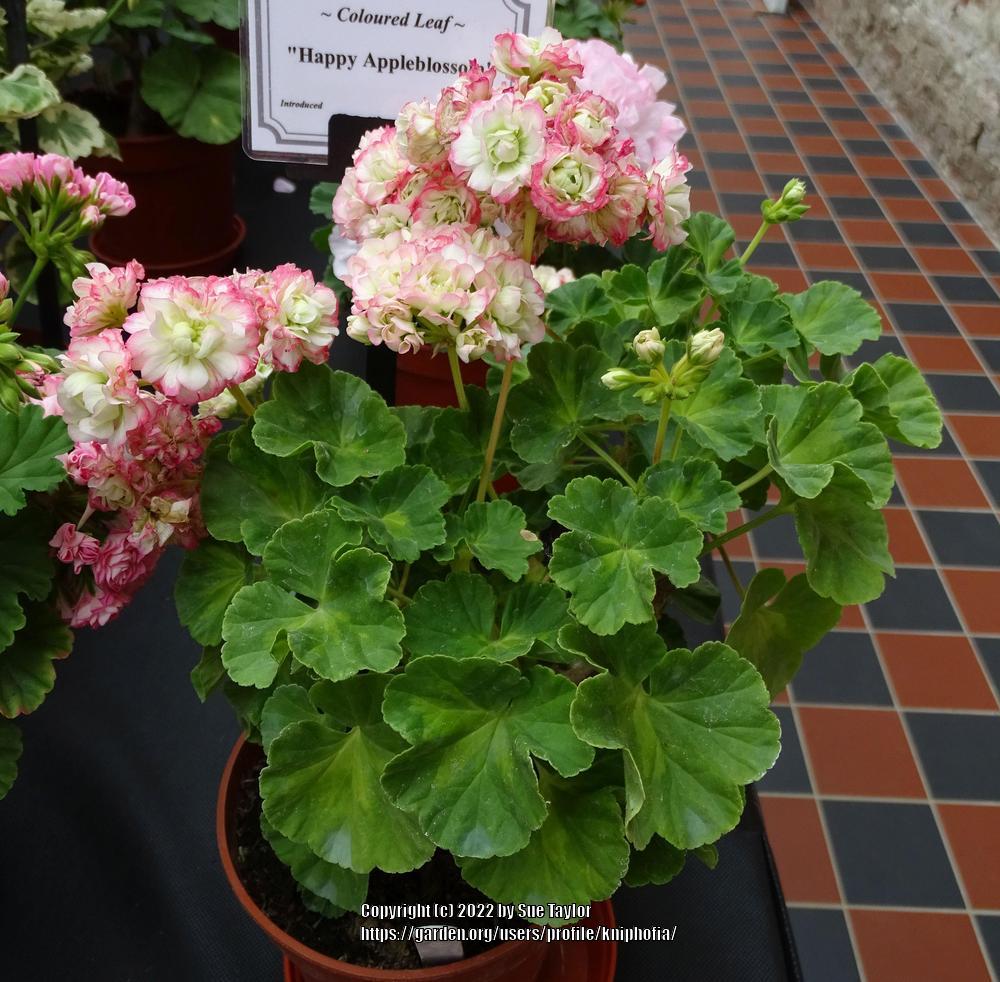 Photo of the entire plant of Zonal Geranium (Pelargonium x hortorum ...
