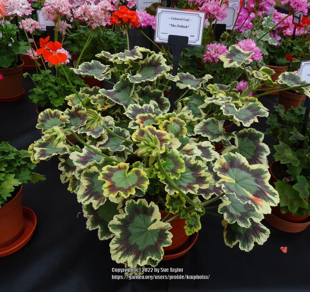 Photo of the entire plant of Zonal Geranium (Pelargonium x hortorum ...
